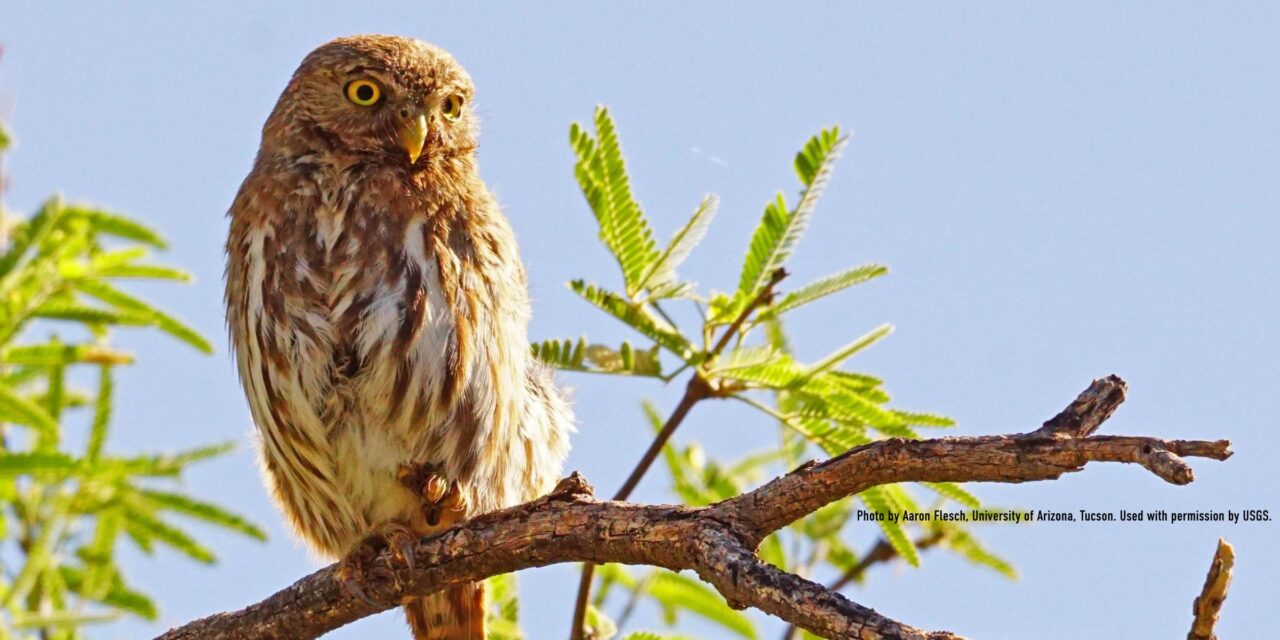 USFWS Relists the Cactus Ferruginous Pygmy-Owl (Regulatory Alerts) | SWCA