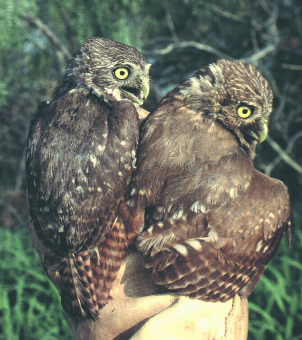 USFWS Proposes to Relist the Cactus Ferruginous Pygmy-owl (Regulatory ...