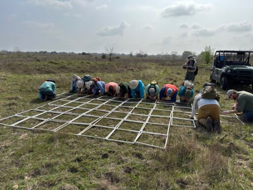 SWCA Participates in Endangered Texas Prairie Dawn Flower Survey (Our ...