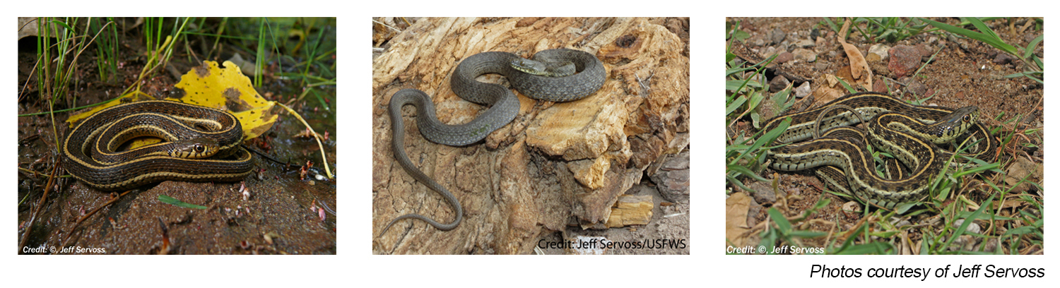 SWCA Holds Permit for Gartersnake Activities in Arizona and New Mexico ...