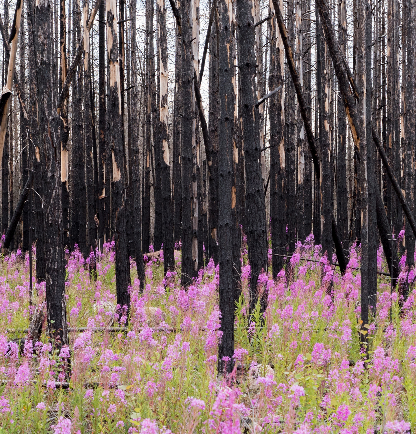 After the Storm: The Environmental Impacts of Natural Disasters ...