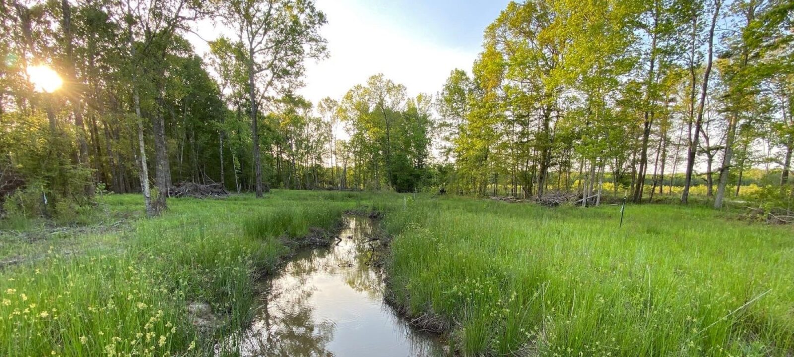 Ecosystem Restoration | SWCA