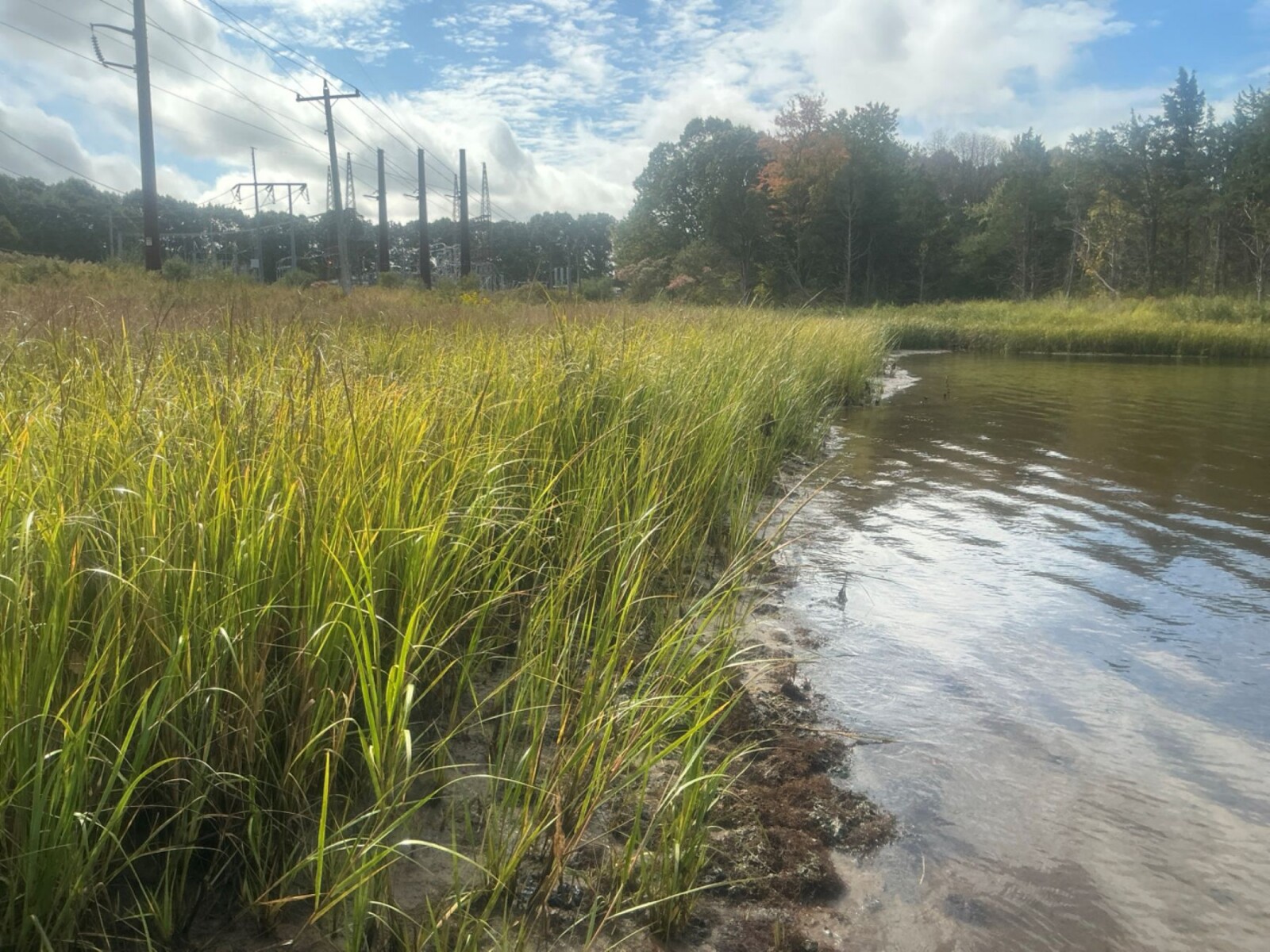 New Bedford Harbor Salt Marsh Restoration in New Bedford, Massachusetts ...